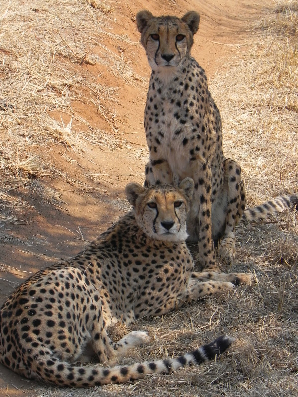 The KBAT's Sabbat(ical): Cheetahs!