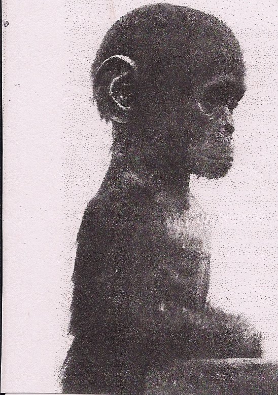 SIERRA GEEZER: Rolland Carlson: THE NEOTENOUS APE (Homo sapiens)