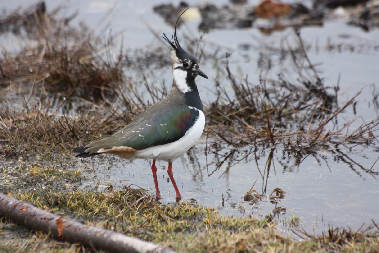 Over stokk og stein...