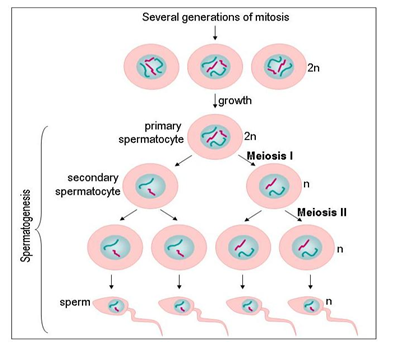 I ♥ BIOLOGY: PEMBELAHAN SEL