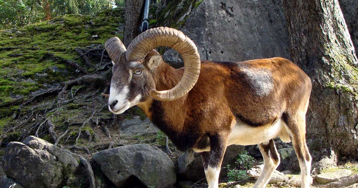 Ram: A Ram