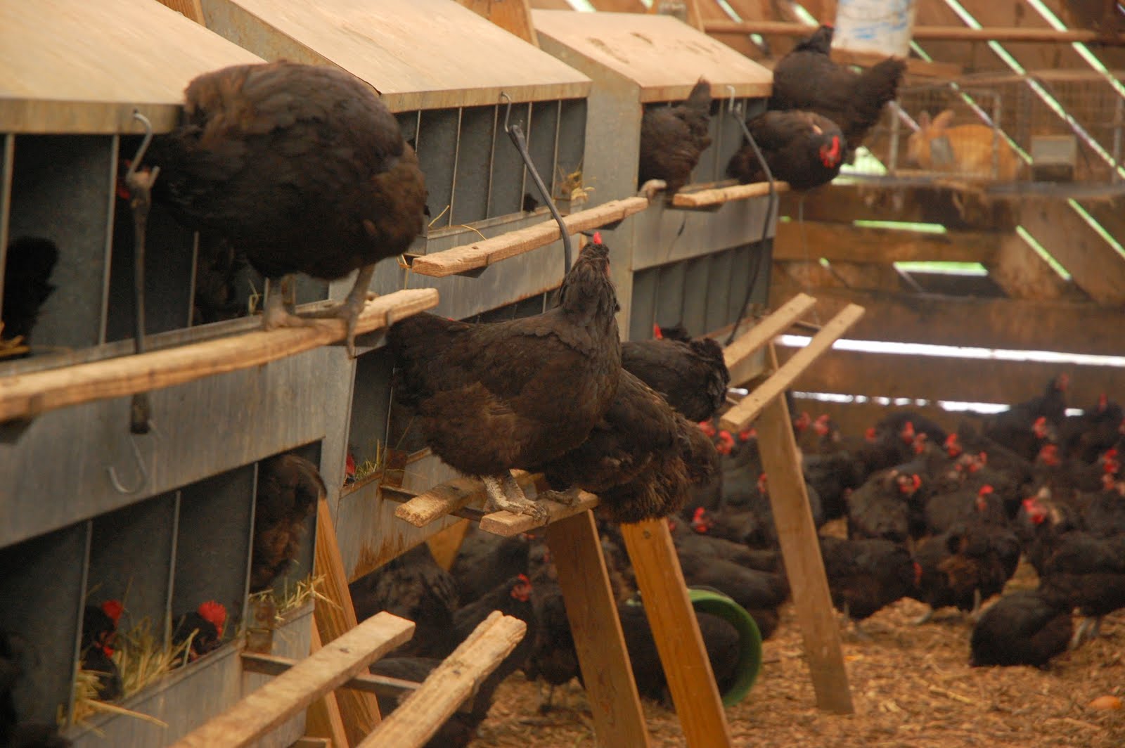 Jon Criss' Blog: Polyface Farm