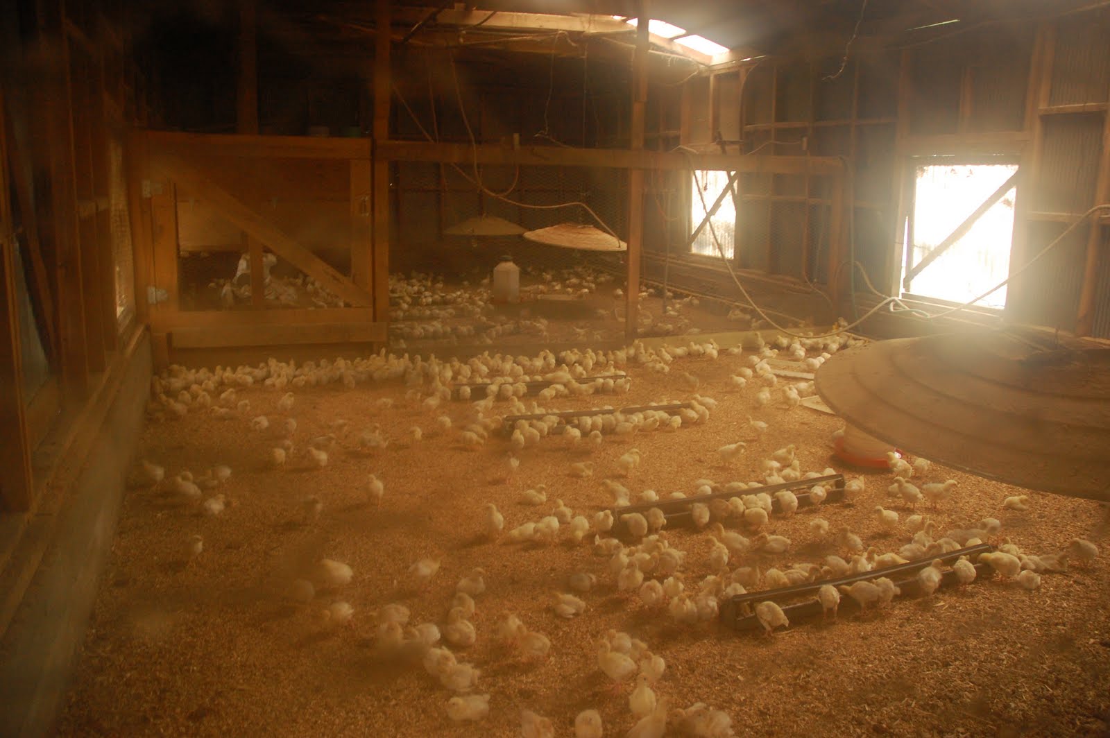 Jon Criss' Blog: Polyface Farm