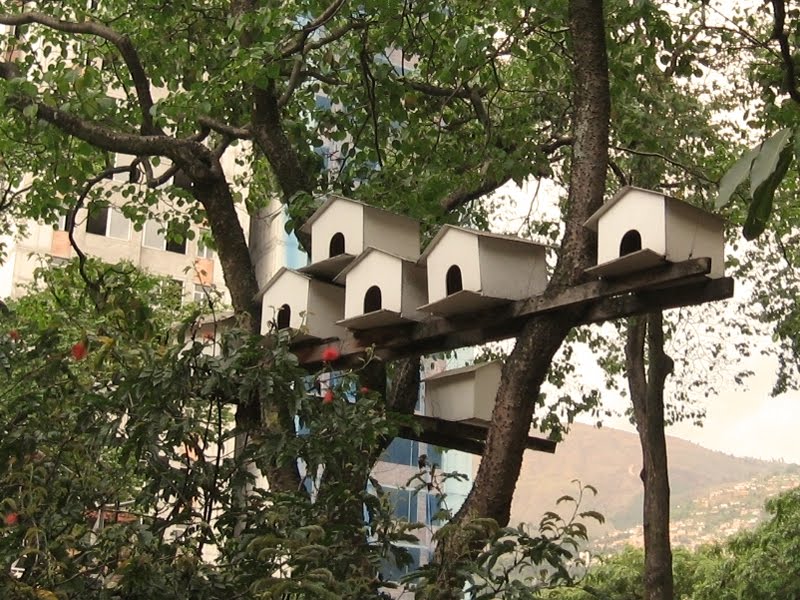 ¿Dónde duermen las palomas? (Medellín, Colombia)