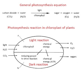 Knowledge: Mechanism of Photosynthesis