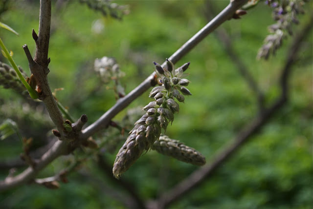 Flower Hill Farm: Wisteria Hysteria!