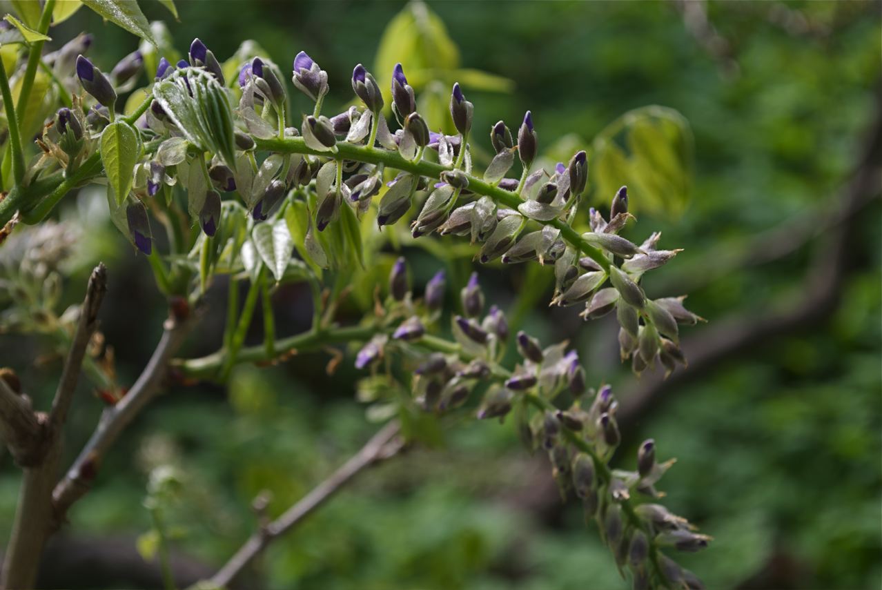 Flower Hill Farm: Wisteria Hysteria!