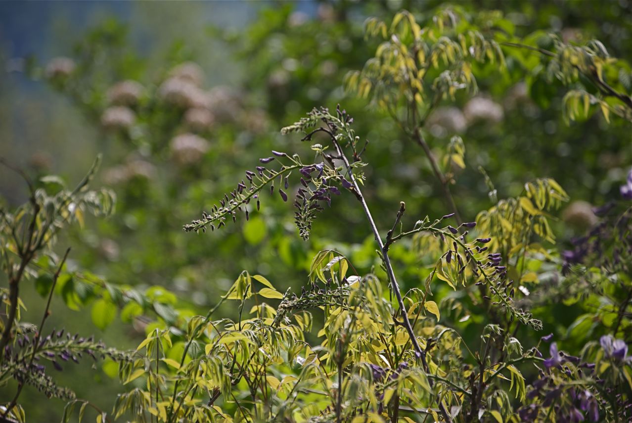 Flower Hill Farm: Wisteria Hysteria!