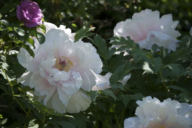 Flower Hill Farm: May 2010