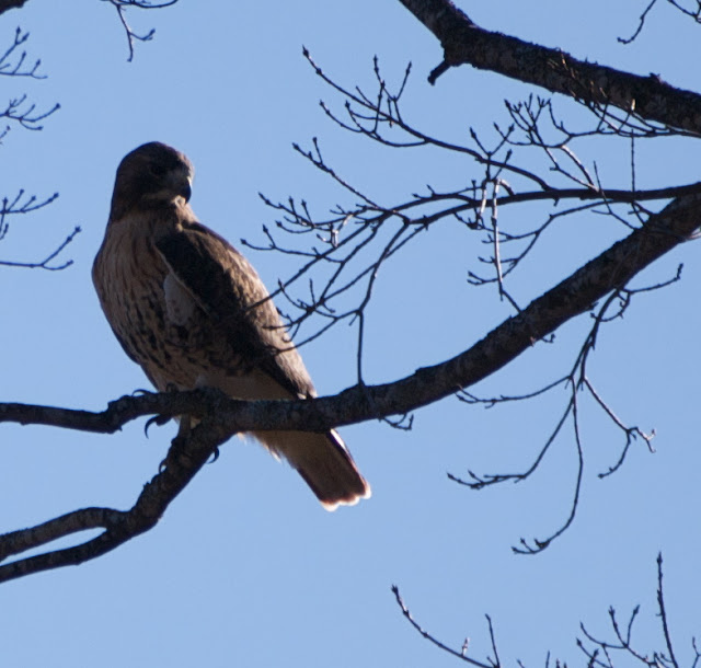 Flower Hill Farm: Radiant Resident Red-tailed Hawk
