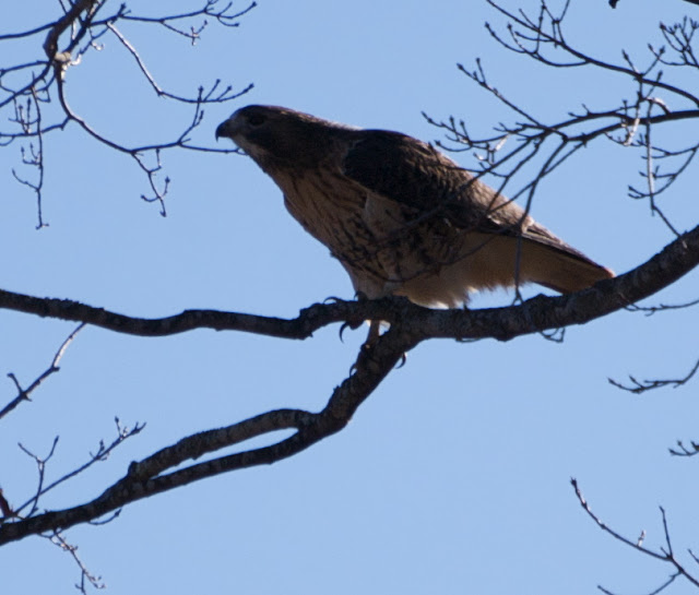 Flower Hill Farm: Radiant Resident Red-tailed Hawk