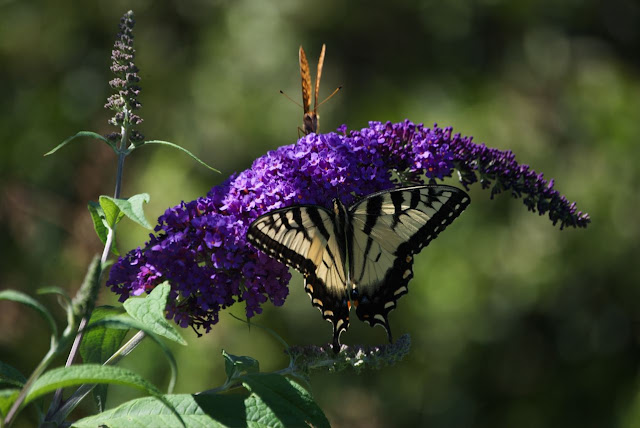 Flower Hill Farm: Joyous Fritillary Flutter And Others Fly For ...