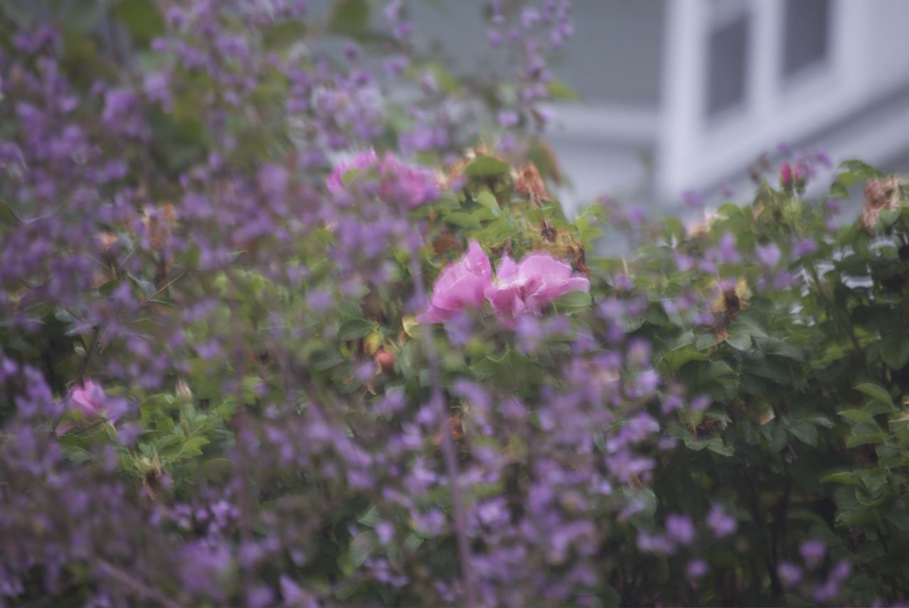 Flower Hill Farm: August Bloom Day