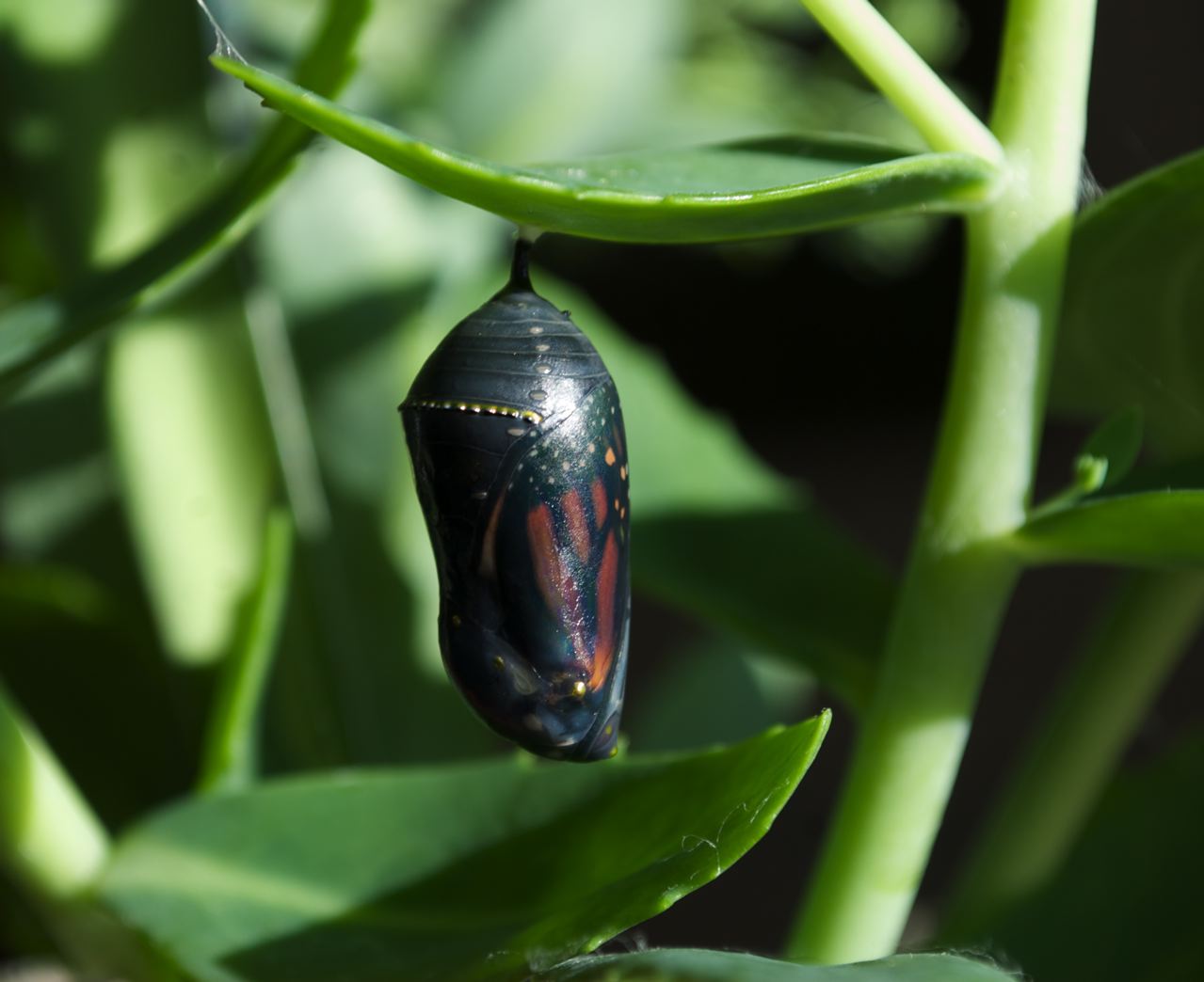 Flower Hill Farm: Captivating Chrysalis Curtain Rising Monarch ...