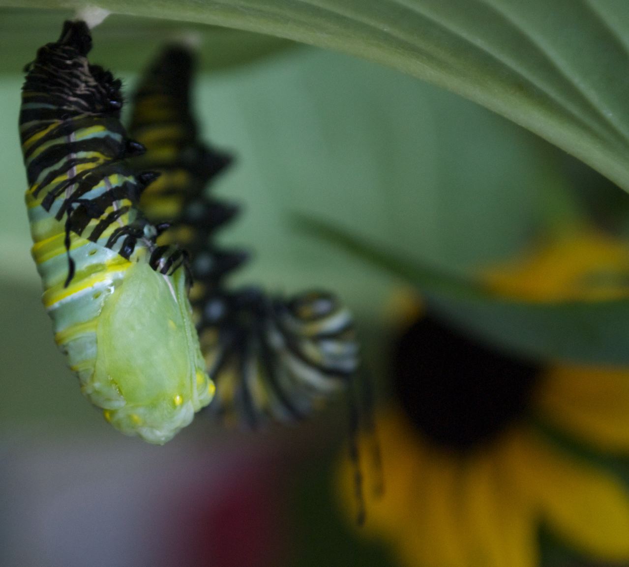 Flower Hill Farm: Captivating Chrysalis Curtain Rising Monarch ...