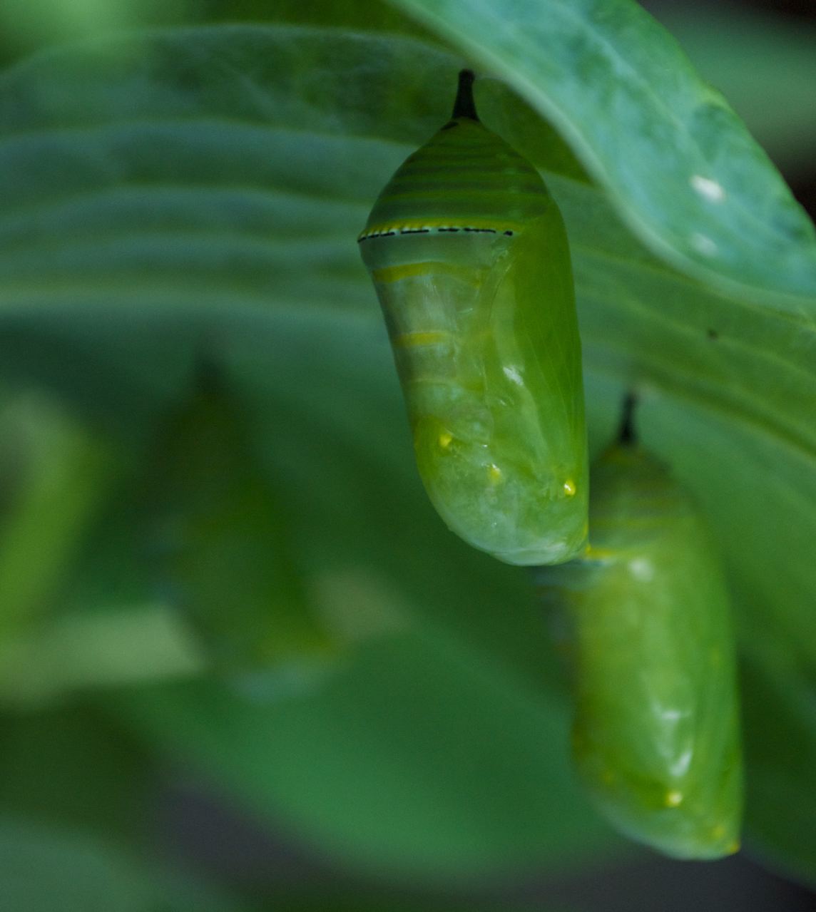 Flower Hill Farm: Captivating Chrysalis Curtain Rising Monarch ...