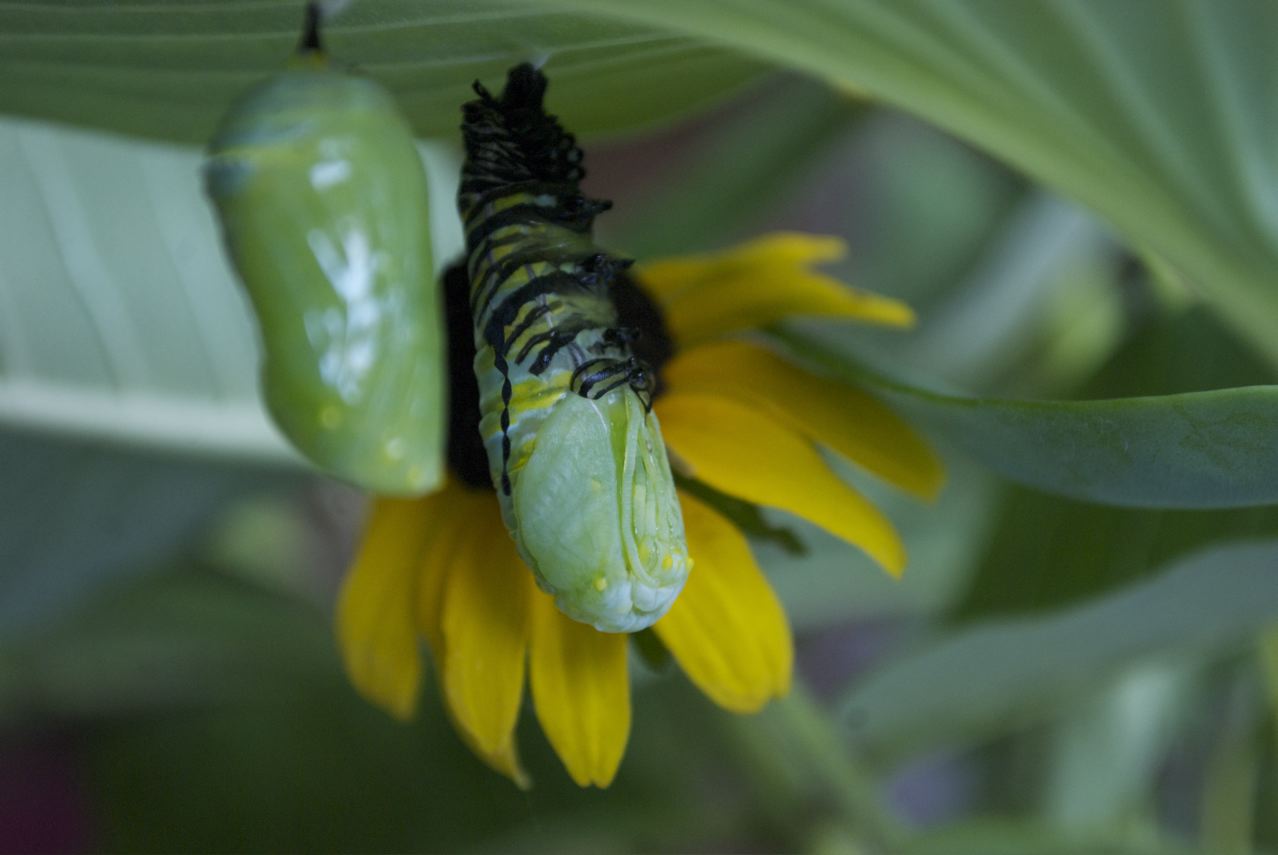 Flower Hill Farm: Captivating Chrysalis Curtain Rising Monarch ...