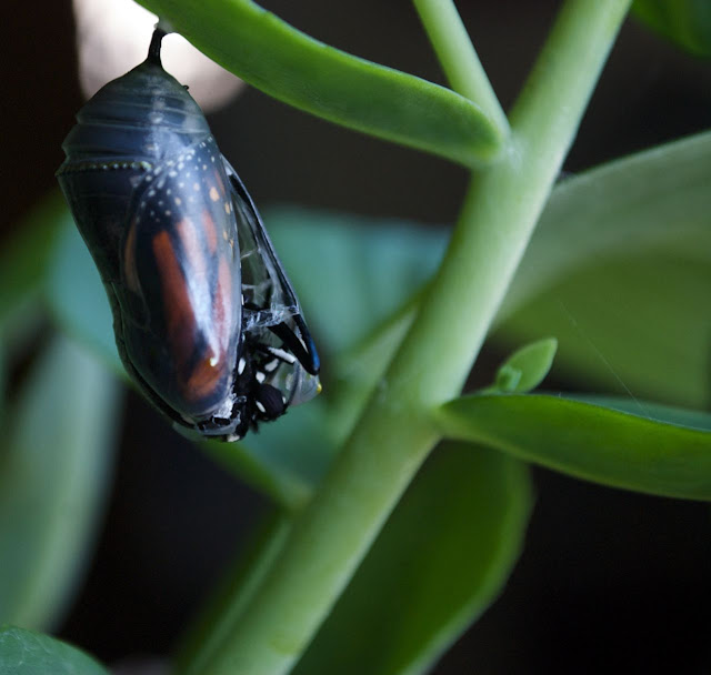Flower Hill Farm: A Regal Emergence Monarch Metamorphosis Final Act!