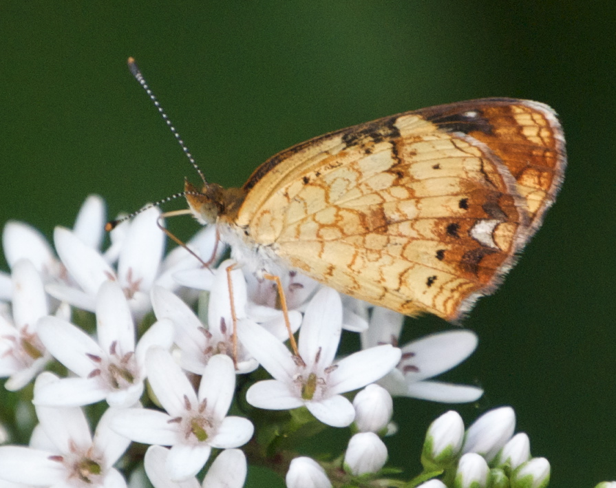 Flower Hill Farm: Muted Autumn Colors in Wings Reminiscence