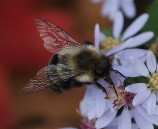 Flower Hill Farm: October 2010