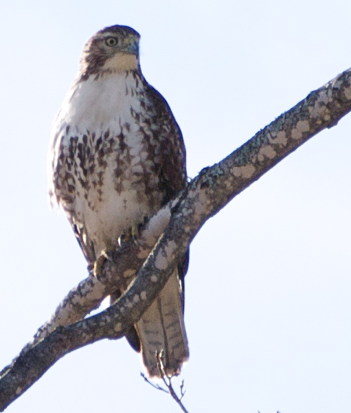 Flower Hill Farm: Seasonal Musings Part Three Back Gardens East Looking ...
