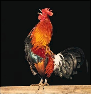 PattrikaBiologia: EL Gallo