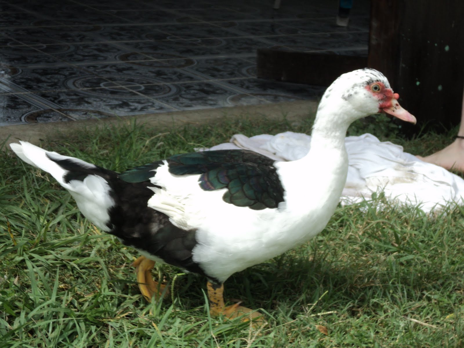 Mariposa Sobre El Mar: Un Perro, Un Pato, y Dos Gallinas…. A dog, A ...
