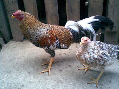 Gallo y gallina finos color jabao