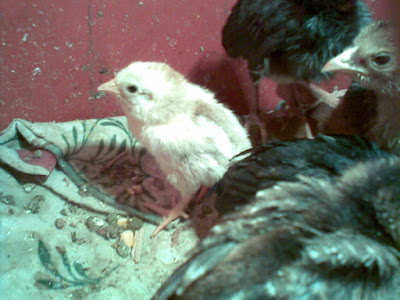 Pollitos recien nacidos de combate