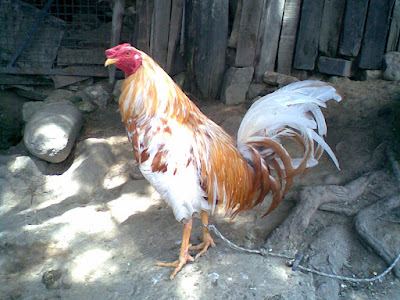 gallo canaguay