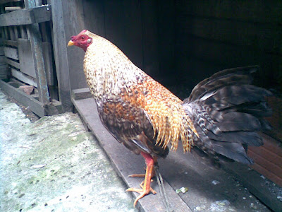 Entrenamiento de gallos de combate