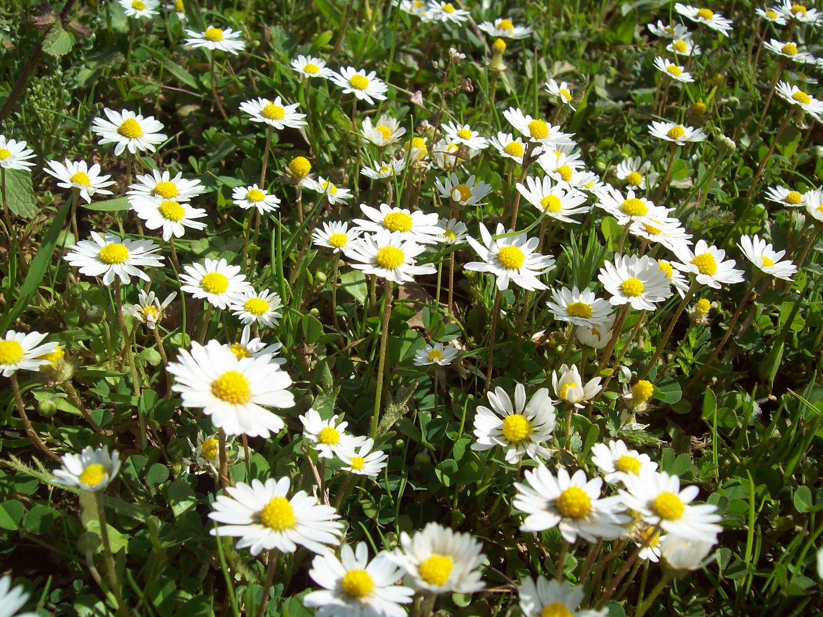 Photos de Veiros: maio 2010