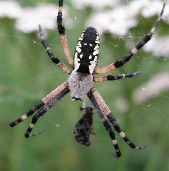Martial Arts Wisdom: Samurai Spiders (2004) - National Geographic