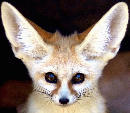 EXOTIC ANIMAL INFORMATION TRAINING AND CARE: FENNEC FOX CARE