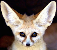 EXOTIC ANIMAL INFORMATION TRAINING AND CARE: FENNEC FOX CARE
