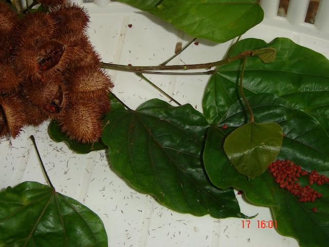 Multivias: Via Verde: Nosso Colorau, o Urucum