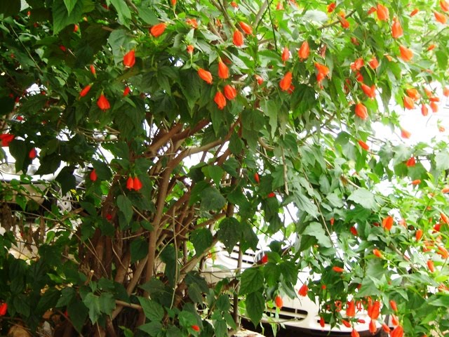 Multivias: Via Verde: Hisbisco-colibri