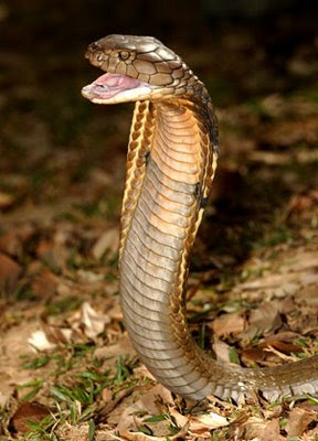 jungle life: king cobra pics world begest cobras pics world most ...