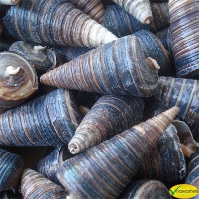 VINA SEASHELLS: HORN SNAILS