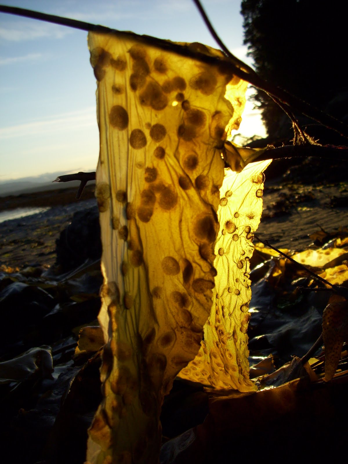 Nitty Gritty Photography: Interesting Specimen of Seaweed