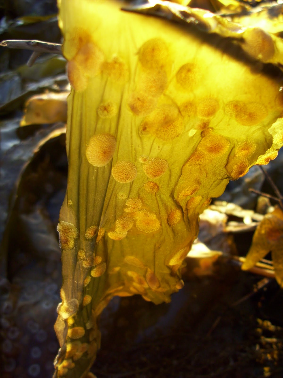 Nitty Gritty Photography: Interesting Specimen of Seaweed