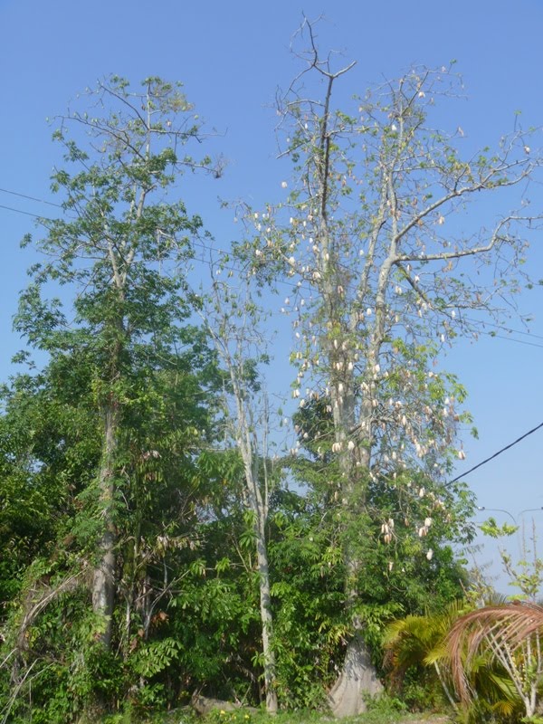 ::Utara Mai::: Pokok kekabu.