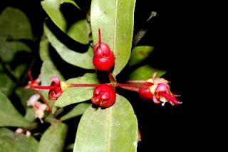 Blog do e-jardim: Yes, nós temos ubaia!!!