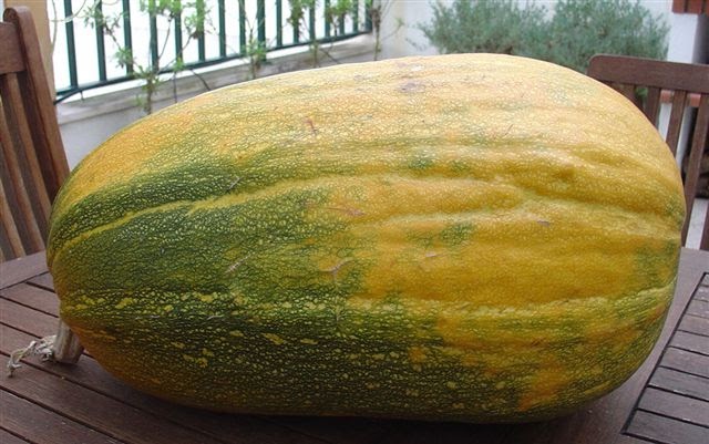 A Praceta: Abóbora-porqueira