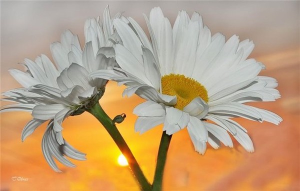 Sunt paradisul static...fac sa dispara norii...un inceput sfirsit ...