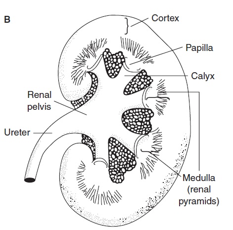 physiology: ANATOMY OF THE KIDNEYS AND URINARY SYSTEM