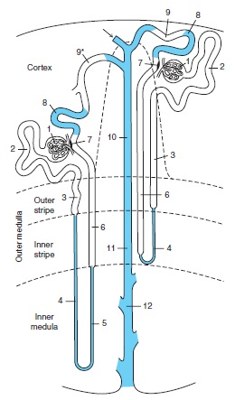 physiology: The Tubule