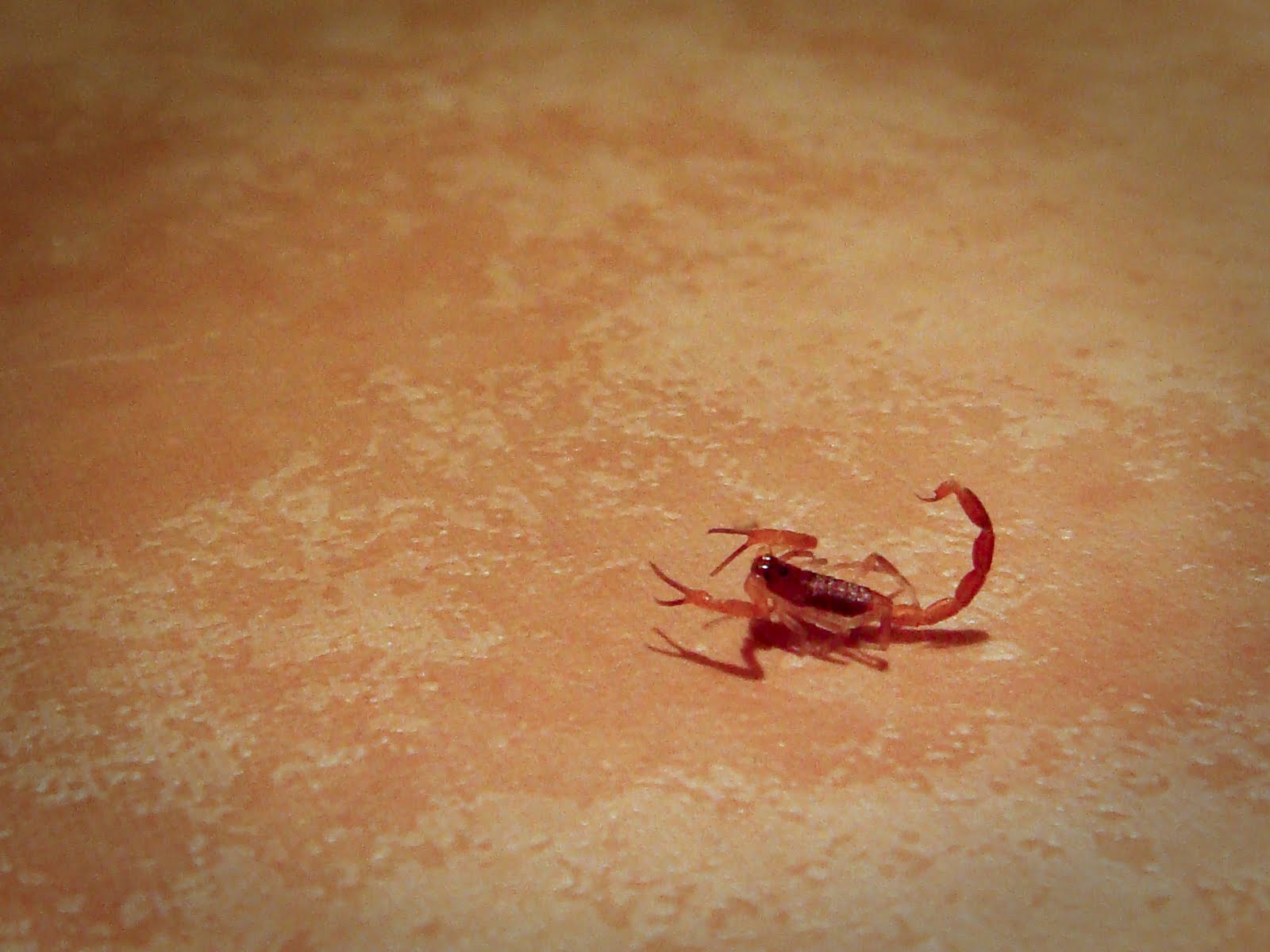 Photo-a-Day: Baby Scorpion (Mexico)