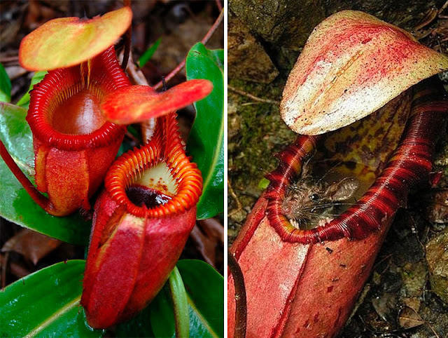 Dockerz: As belas e esfomeadas plantas carnívoras