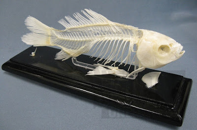 Carp Fish Skeleton